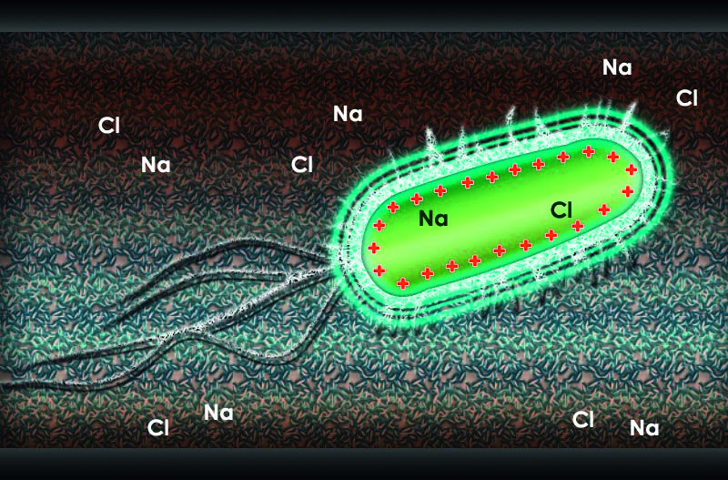 Bacteria_Bursting_02 - HydroPATH Deutschland